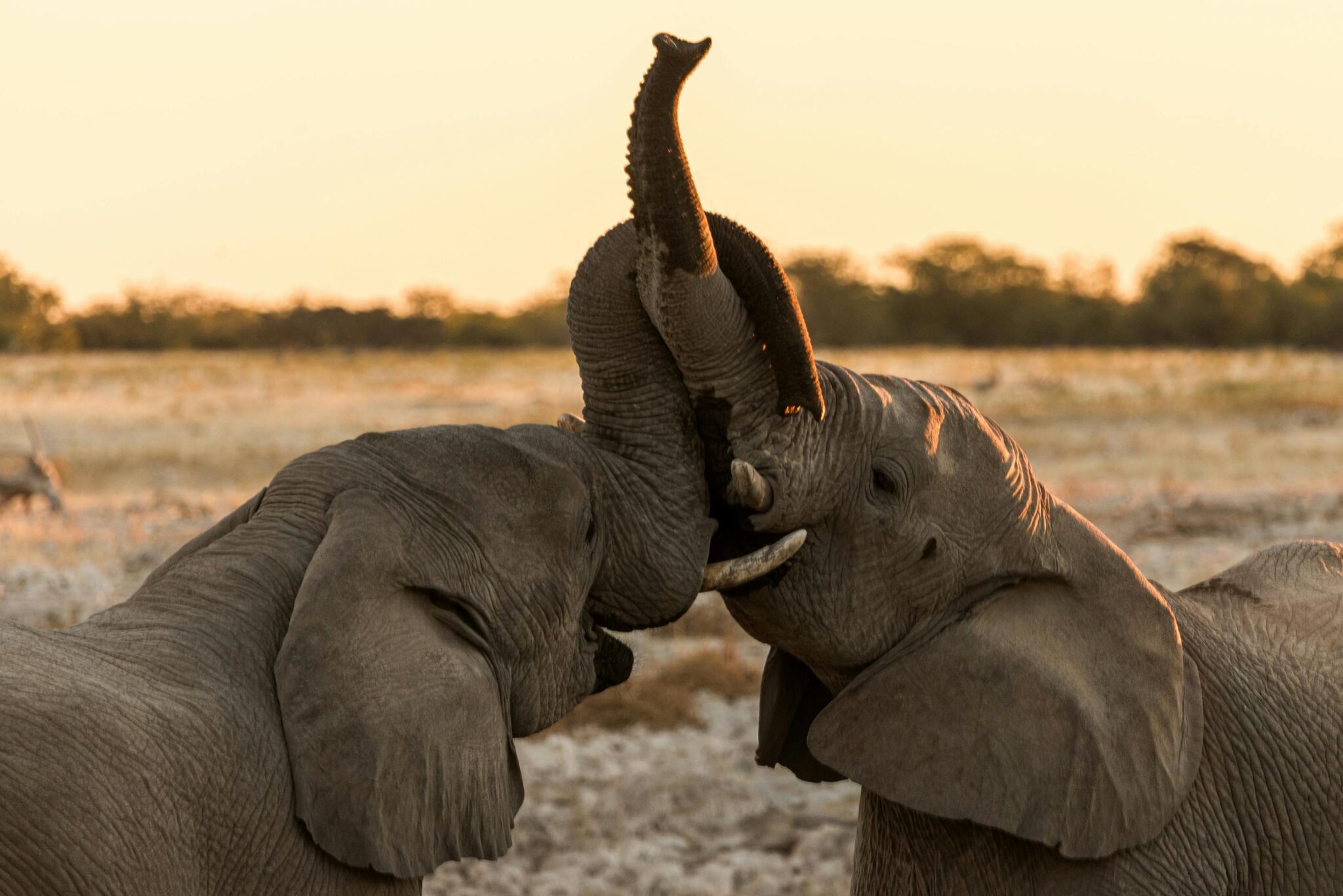 The Majestic African Elephant: Special Characteristics, Abilities ...