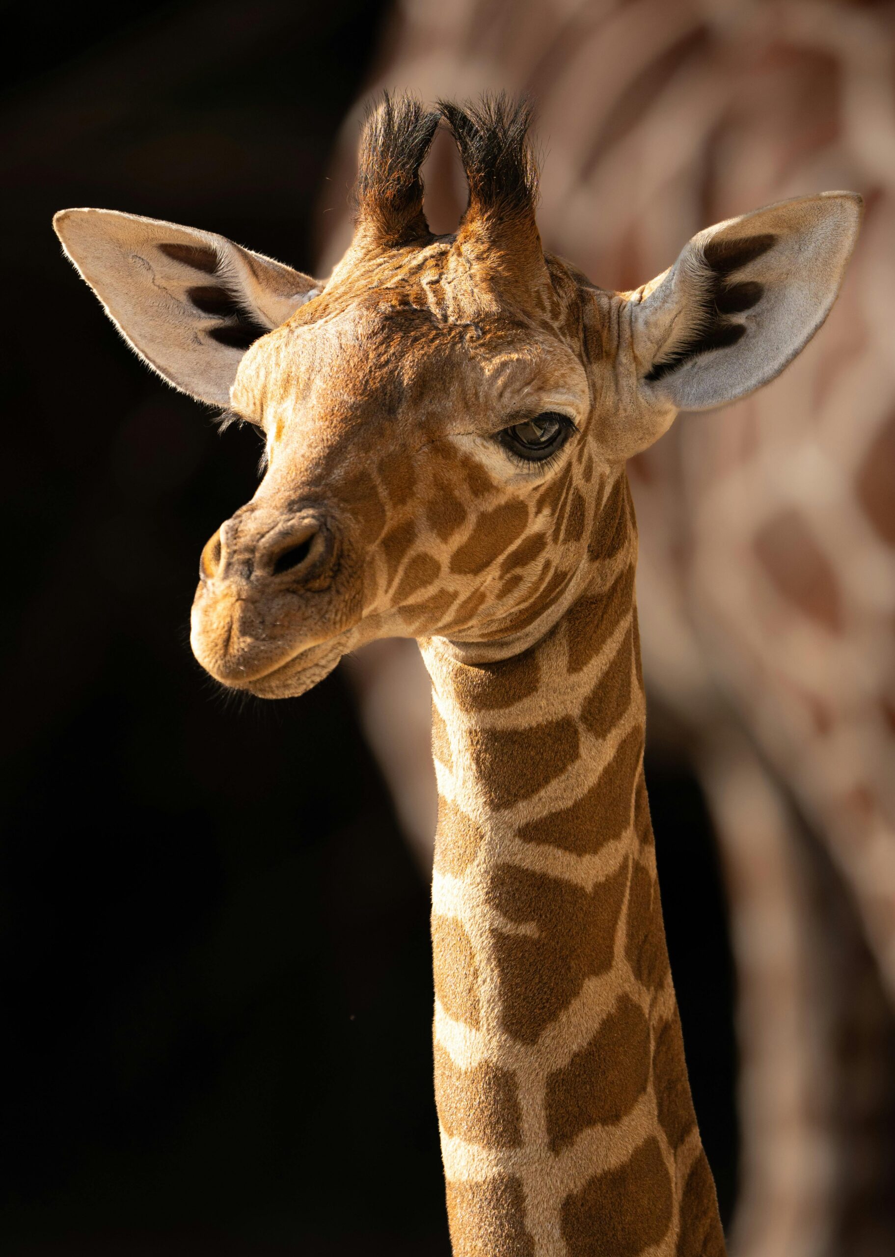 All About Giraffes: Special Characteristics, Abilities, Weaknesses, and ...