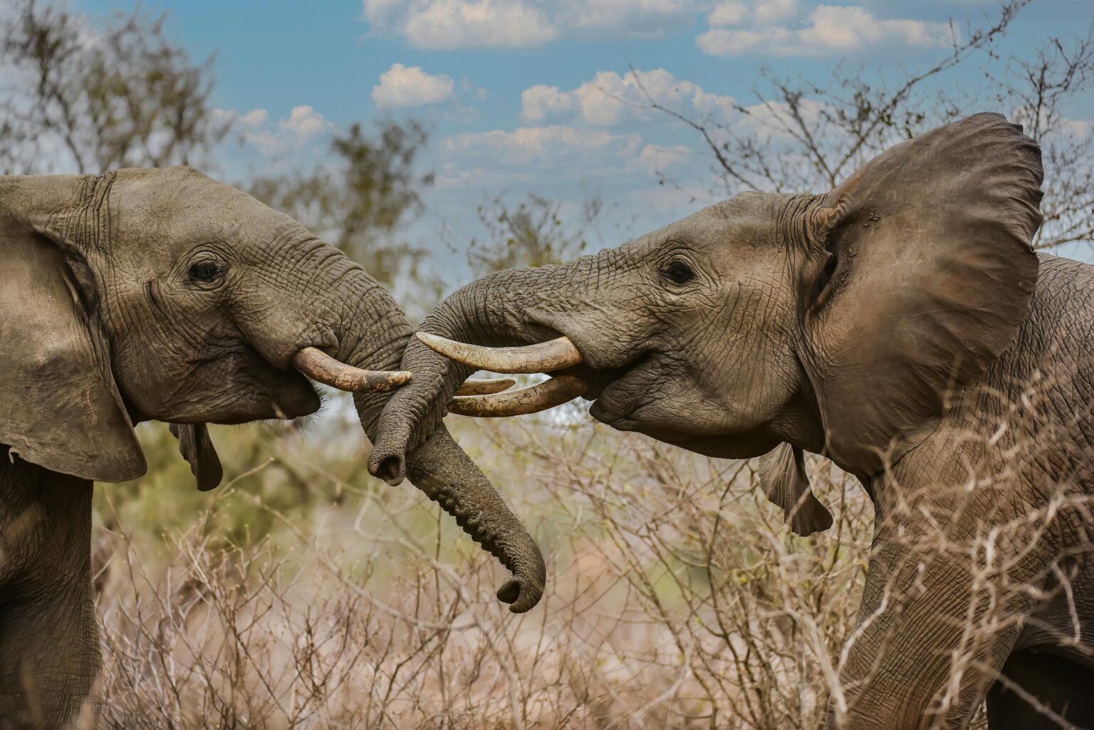 The Majestic African Elephant: Special Characteristics, Abilities ...