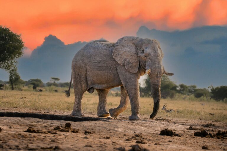 The Majestic African Elephant: Special Characteristics, Abilities ...