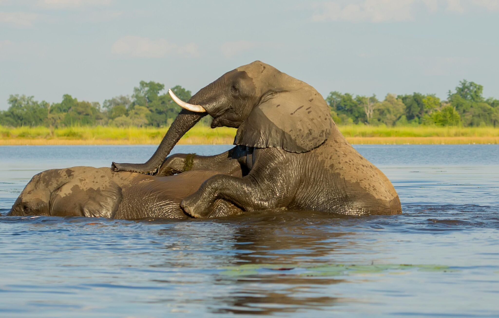 The Majestic African Elephant: Special Characteristics, Abilities ...