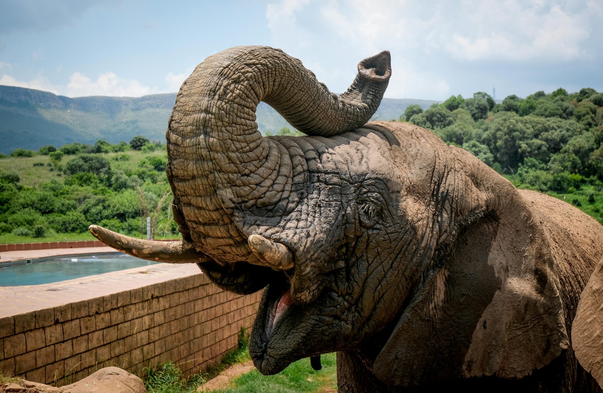 The Majestic African Elephant: Special Characteristics, Abilities ...