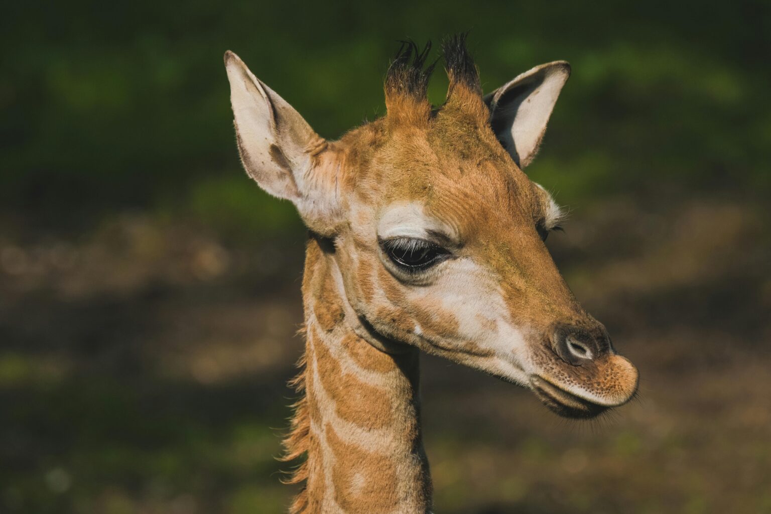 All About Giraffes: Special Characteristics, Abilities, Weaknesses, and ...
